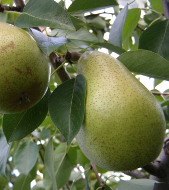 Сорта груш