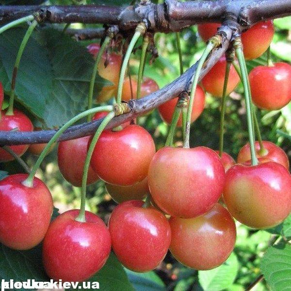 Сорт черешни Ранняя розовая